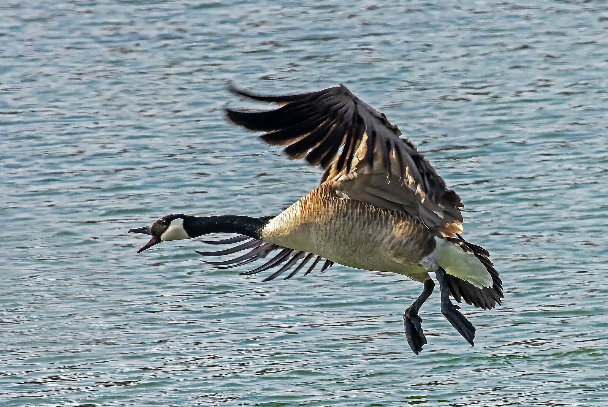 Huron County man fined for illegal goose shooting