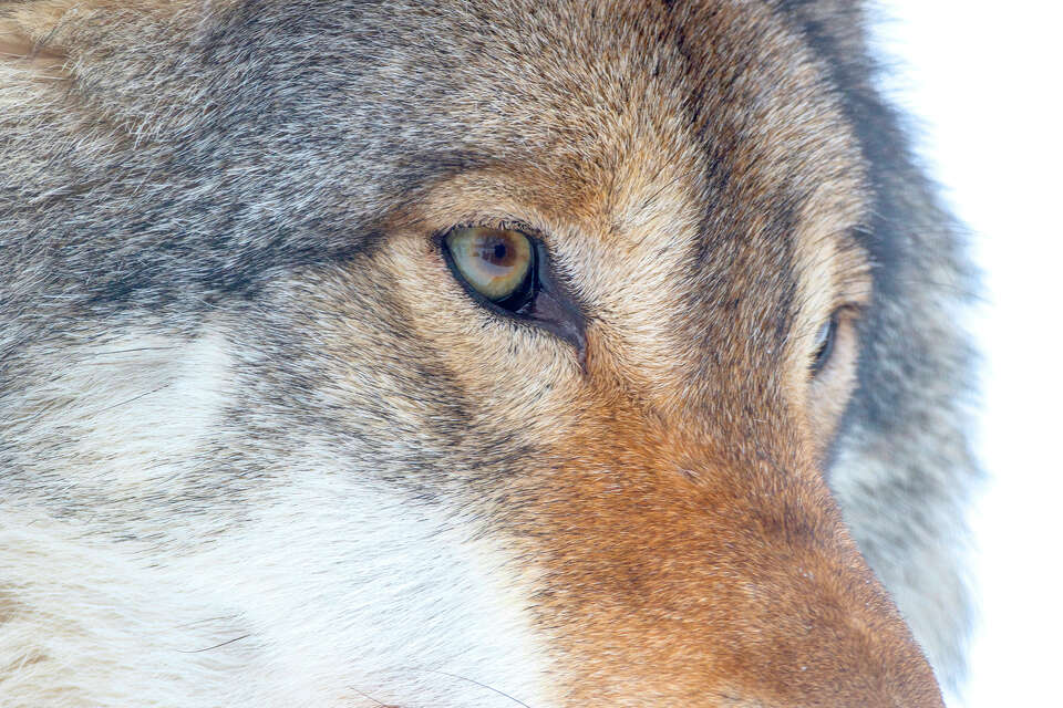 Native Calif. species seen near popular park 100 years after vanishing