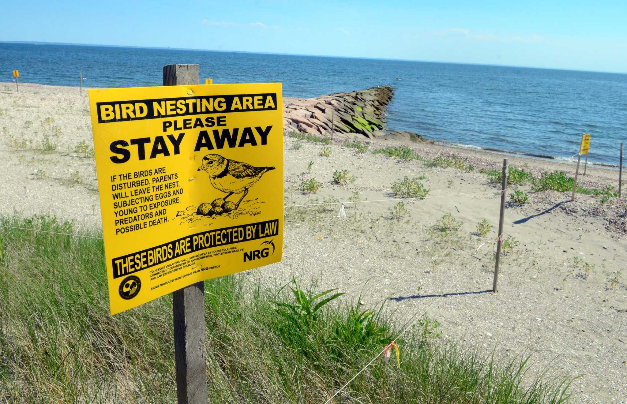DEEP: Watch out for nesting birds on CT beaches