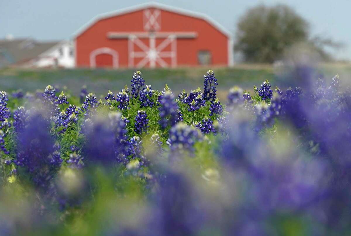 Where to find bluebonnets, other wildflowers along Texas trails