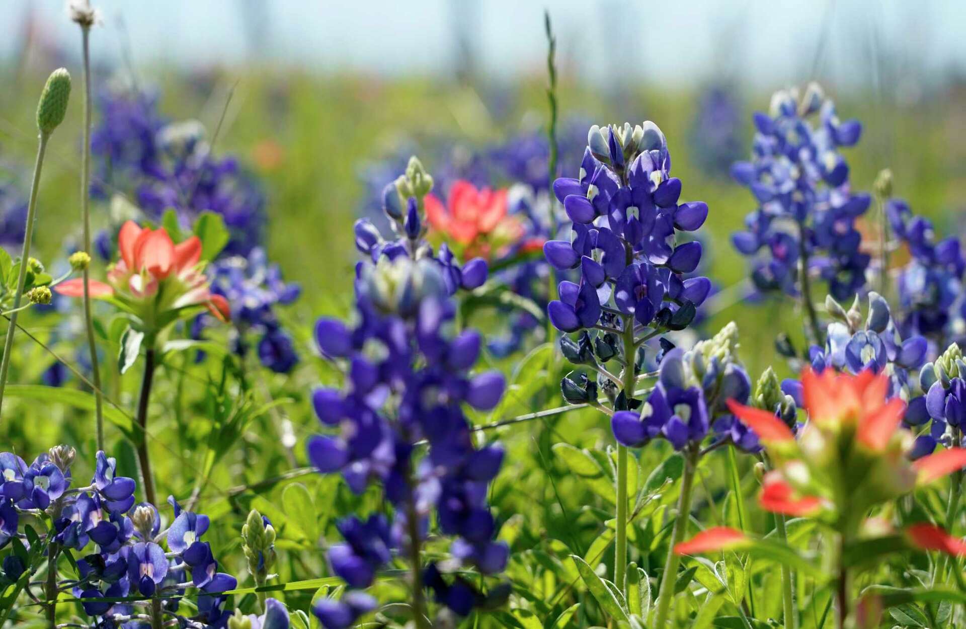 When is the best time to see bluebonnets and wildflowers? The season’s ...