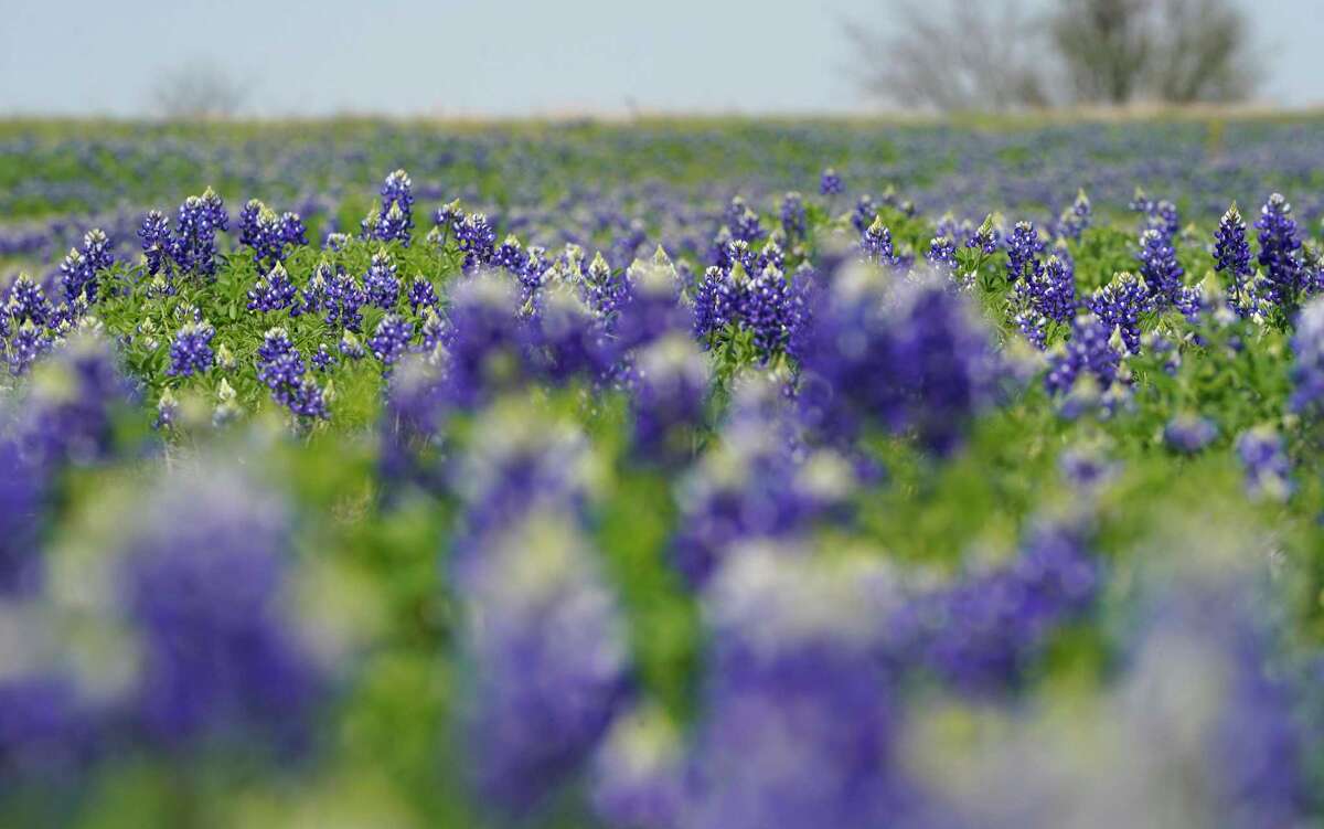 Where to find bluebonnets, other wildflowers along Texas trails