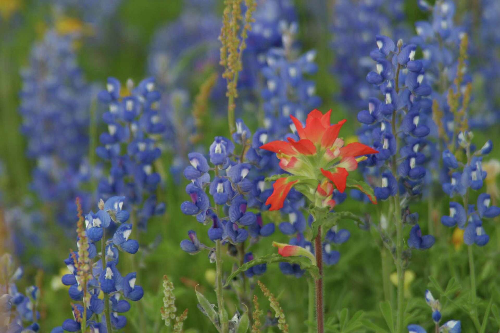 When is the best time to see bluebonnets and wildflowers? The season’s ...