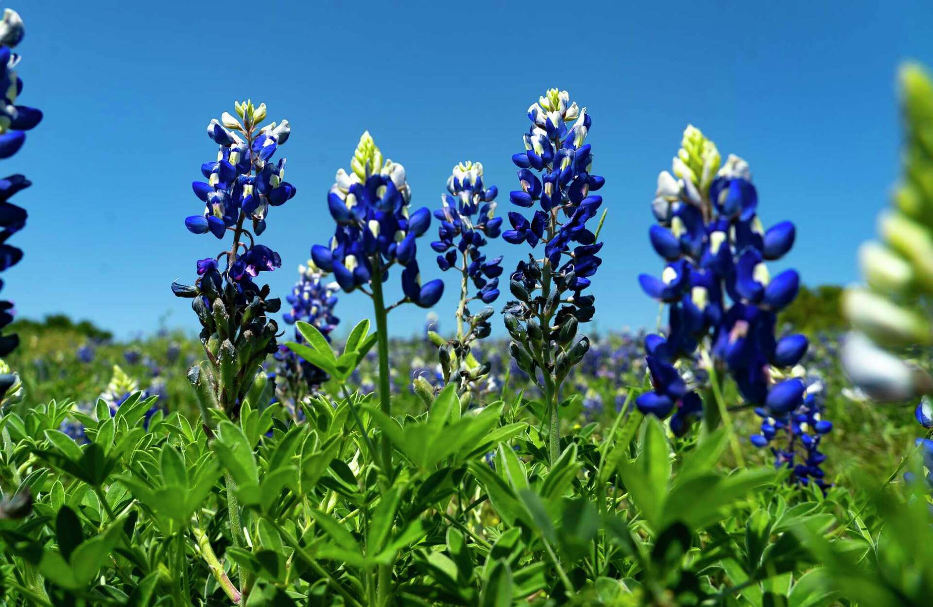 When is the best time to see bluebonnets and wildflowers? The season’s ...