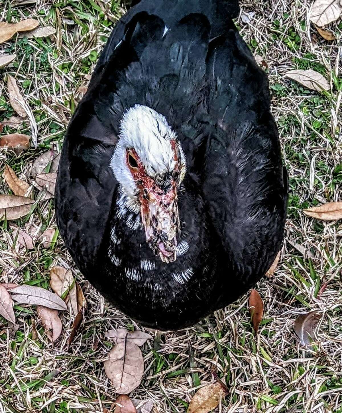 Injured ducks found at Houston's Hermann Park, and no one knows why