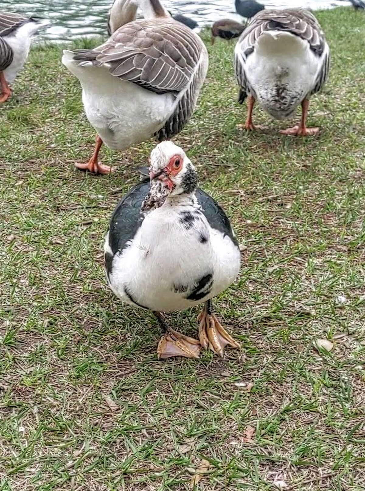 Injured ducks found at Houston's Hermann Park, and no one knows why