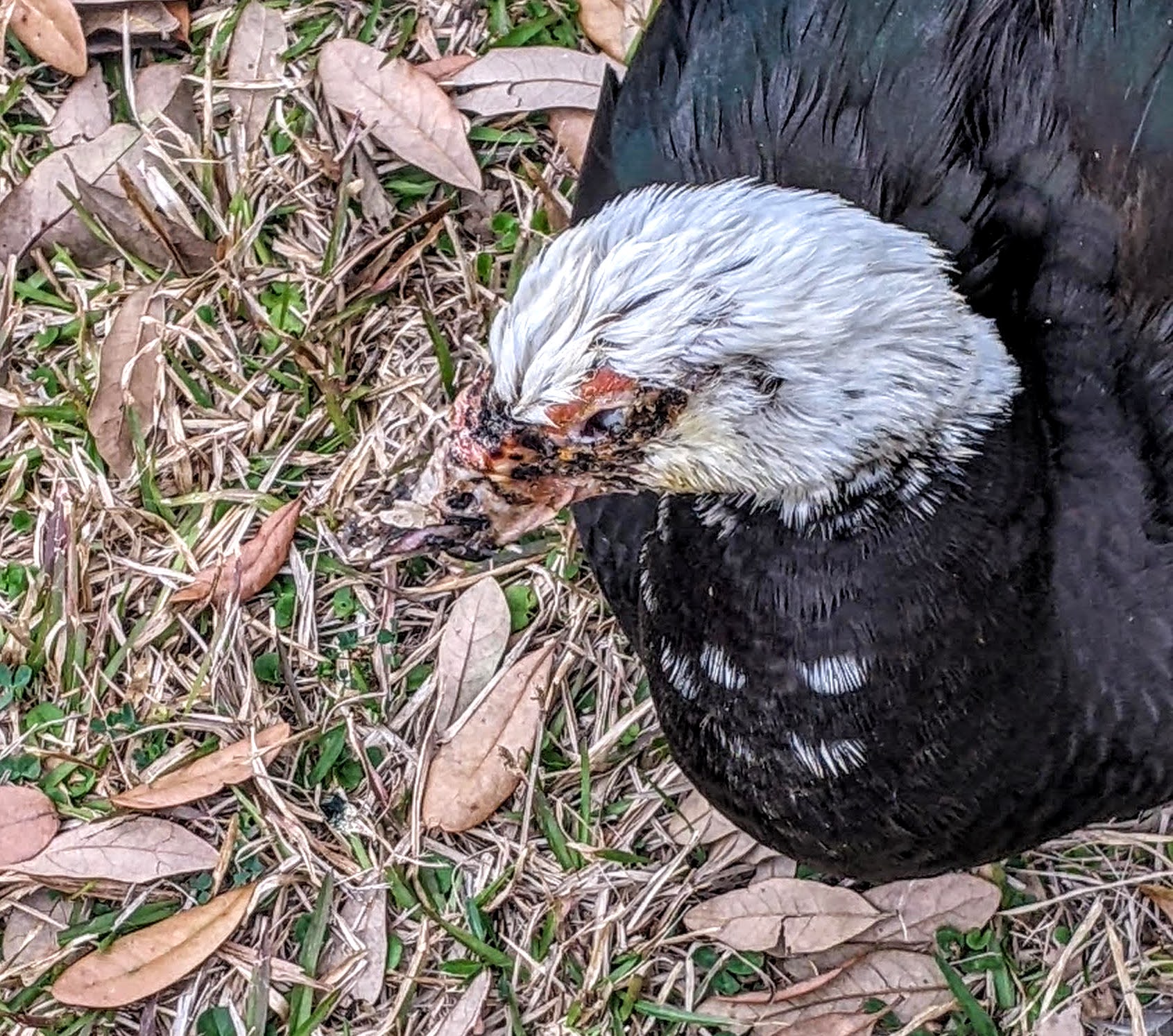 Injured ducks original photos slideshow