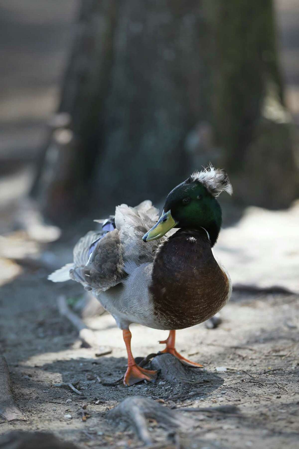 Injured ducks found at Houston's Hermann Park, and no one knows why