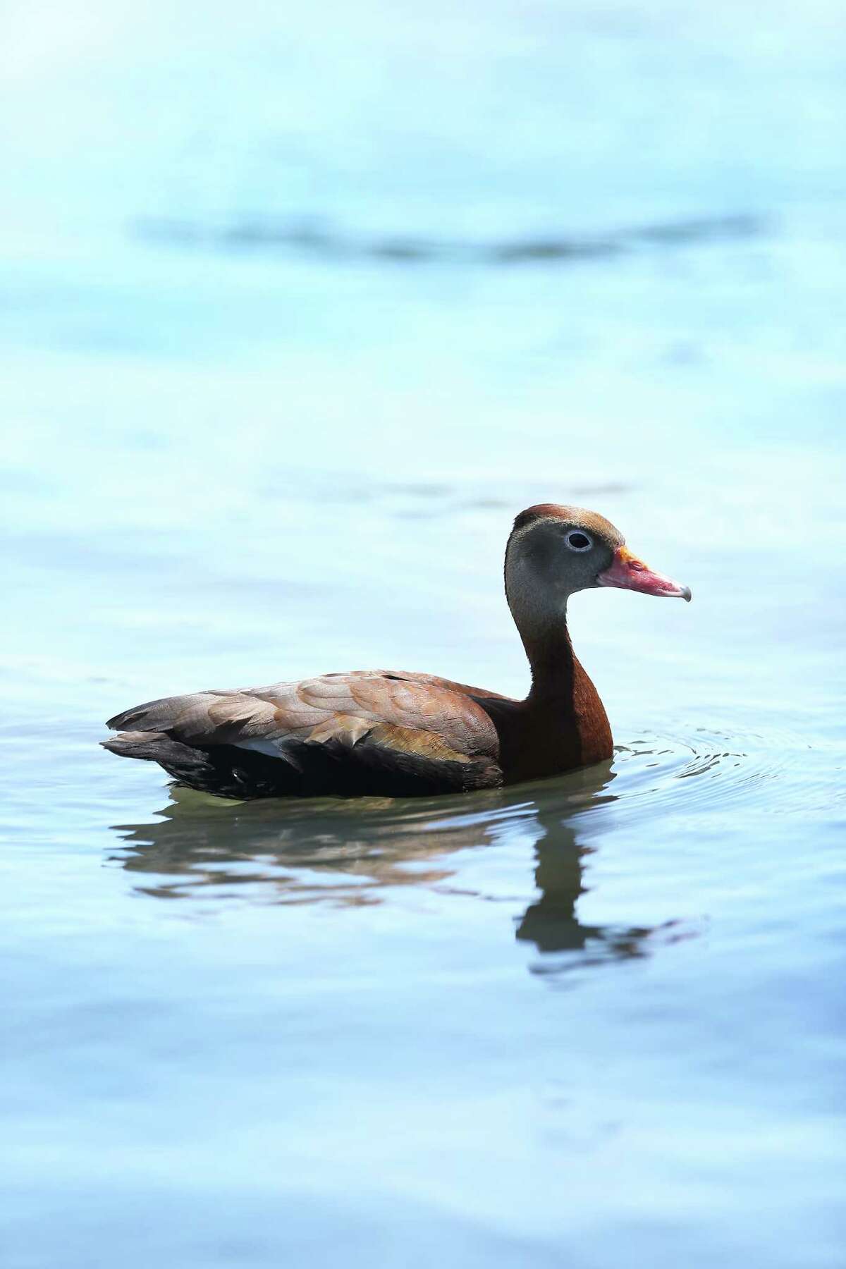 Injured ducks found at Houston's Hermann Park, and no one knows why