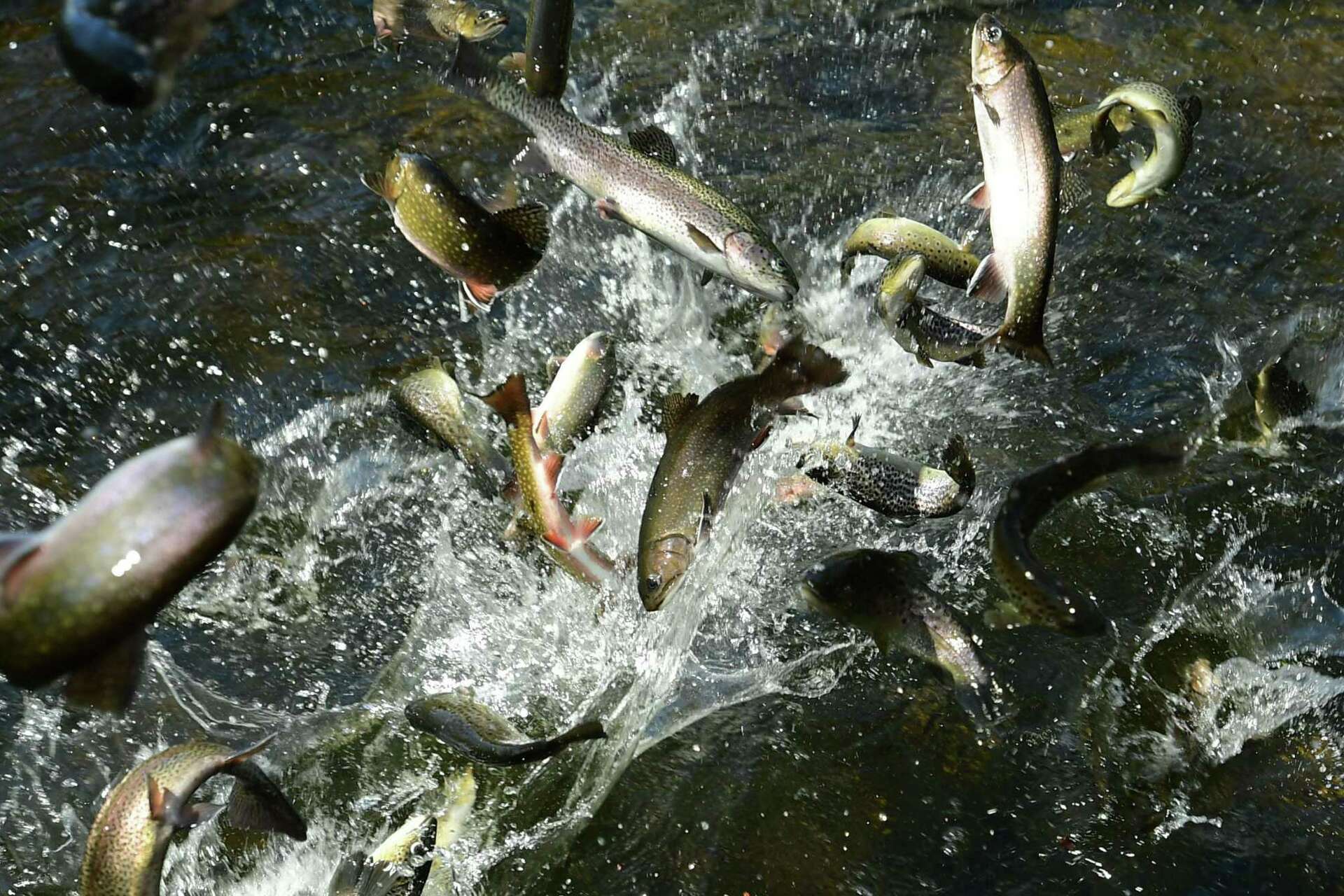 Catch-and-keep trout season is underway in CT. Here's what to know.