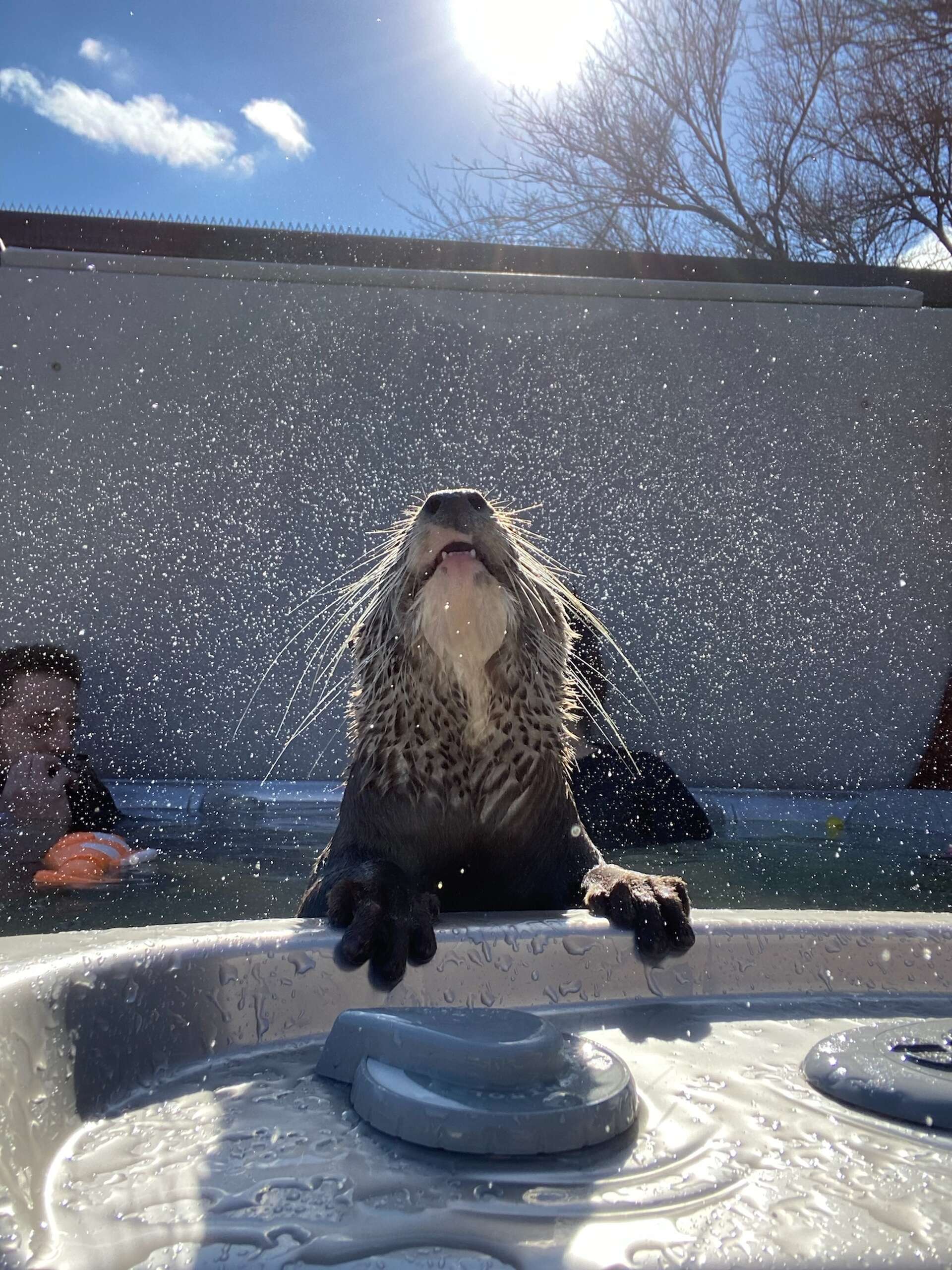 Texas ranch lets you swim with otters, 3-hour road trip from Houston