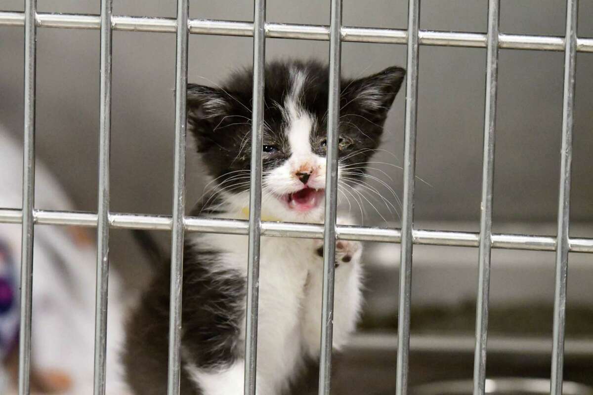 Women who dumped cats outside Menands shelter identified