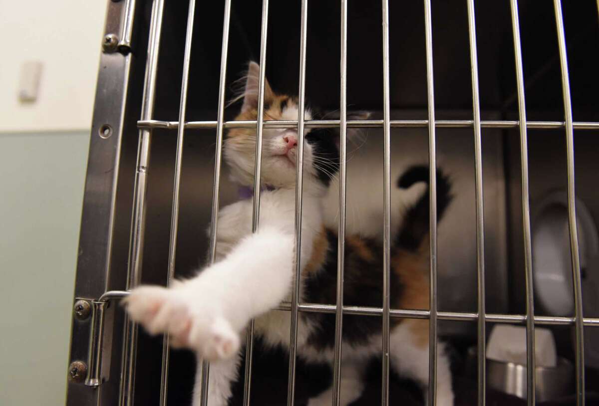 Women who dumped cats outside Menands shelter identified