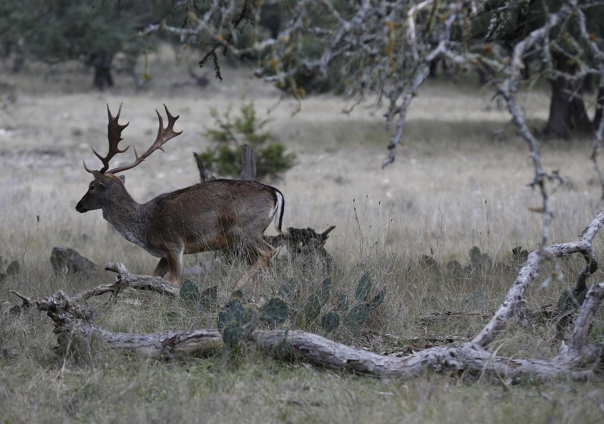 Hill Country police: Hunters using scam to get access to deer