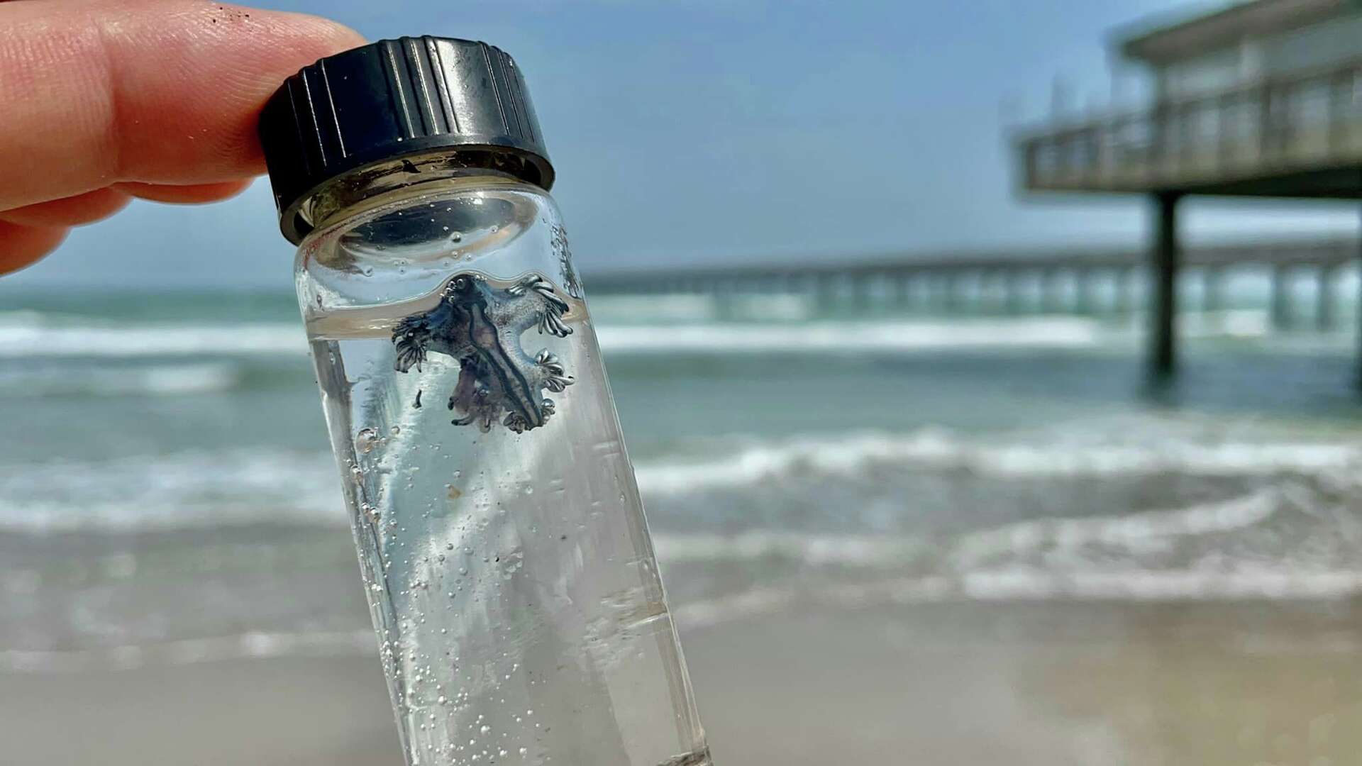 'Do not touch these animals': Rare, venomous blue dragons wash up on ...