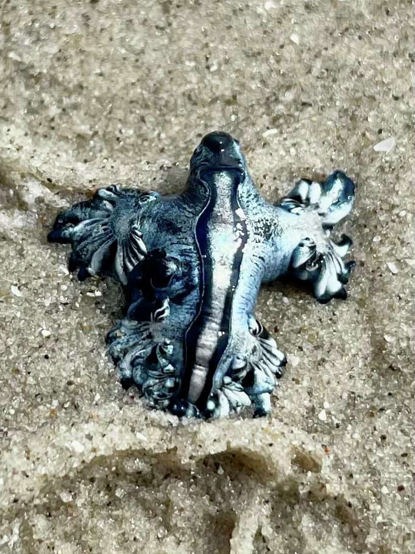 Venomous blue dragons can wash up on Texas Gulf Coast