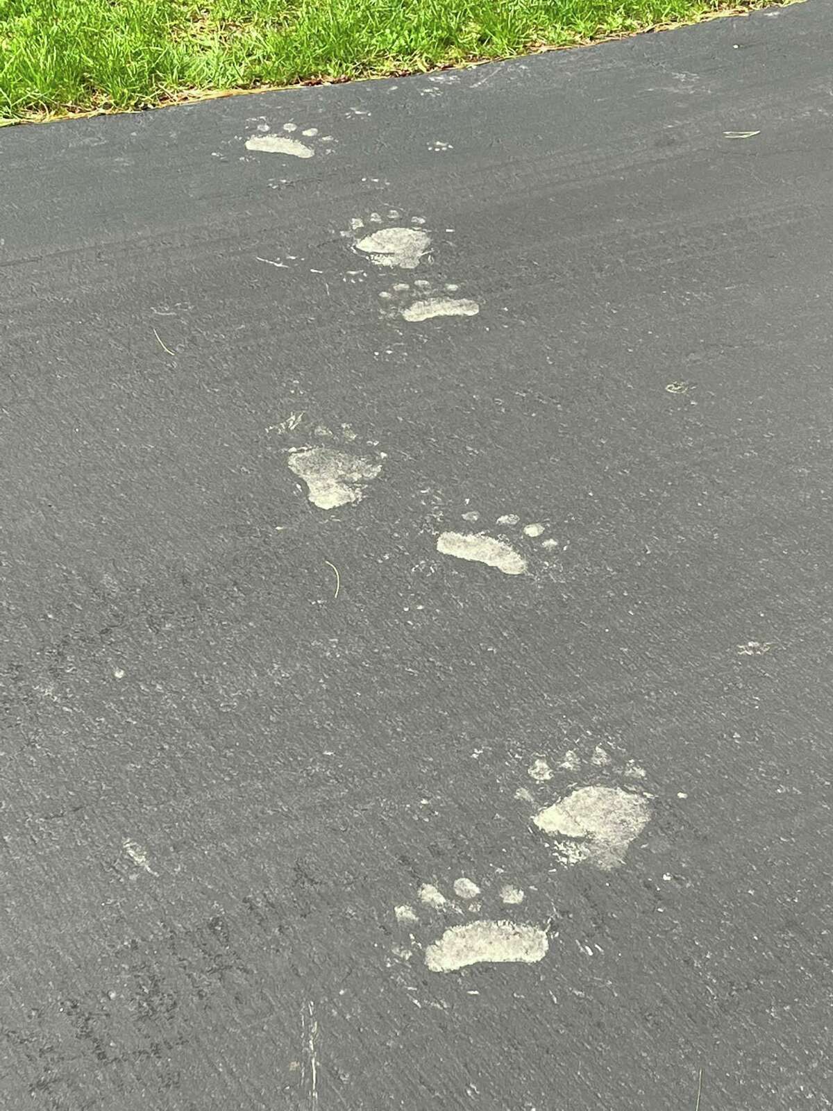 Bears damage bird feeders, chicken coops in Monroe