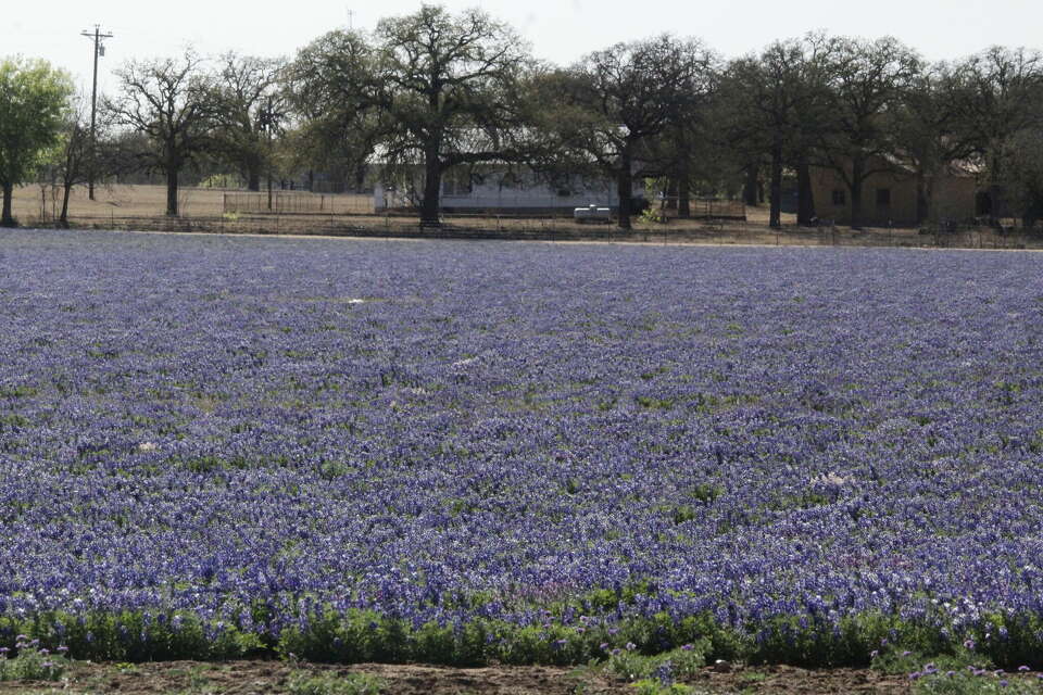 Visiting Texas' massive wildflower seed farm