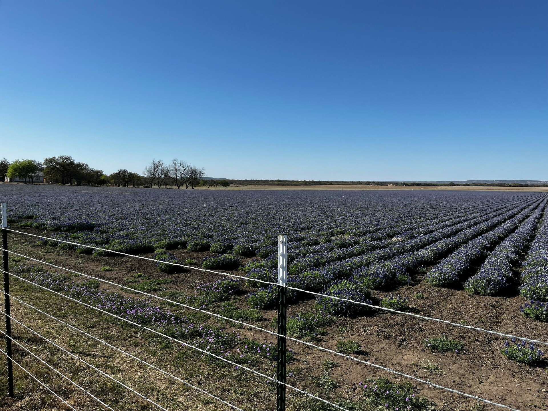Visiting Texas' massive wildflower seed farm