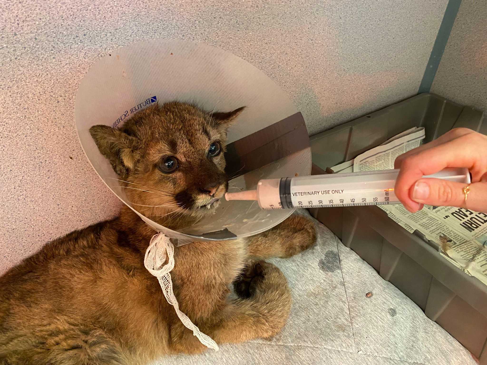 ‘Extremely emaciated’ orphaned mountain lion cub rescued, treated at ...