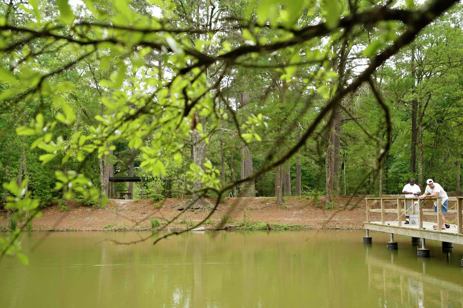 Houston's tree pollen count is high to start March