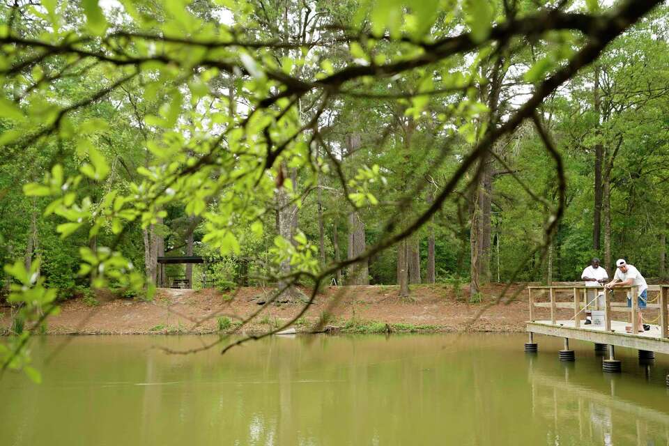 Houston's tree pollen count is high to start March