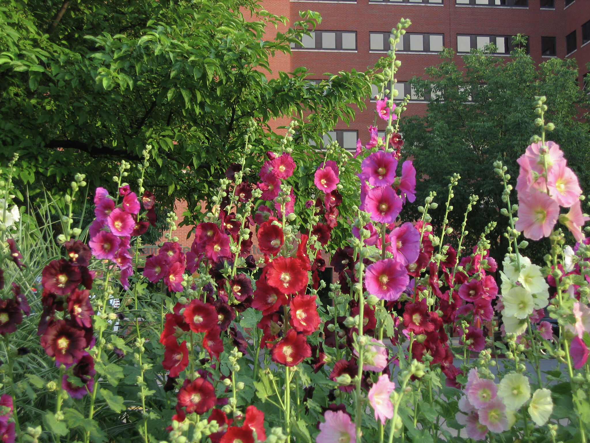 Nostalgic garden flowers worth revisiting for charm, aroma