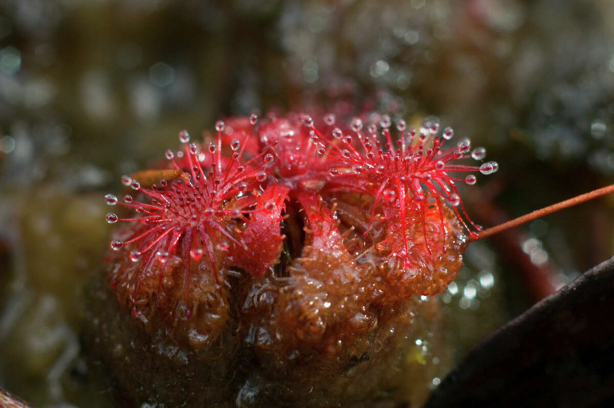 Venus flytrap-esque plant growing on Texas Coast