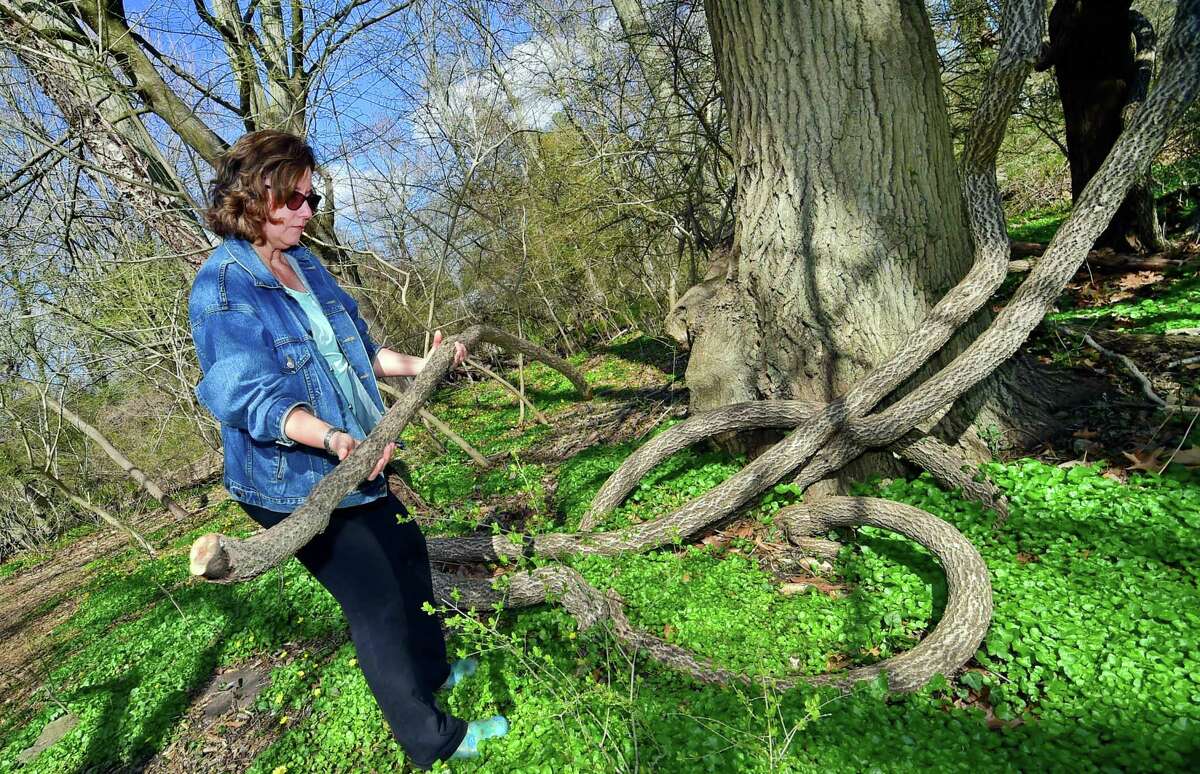 Darien volunteers to tackle an ‘exploding number’ of invasive plants at ...