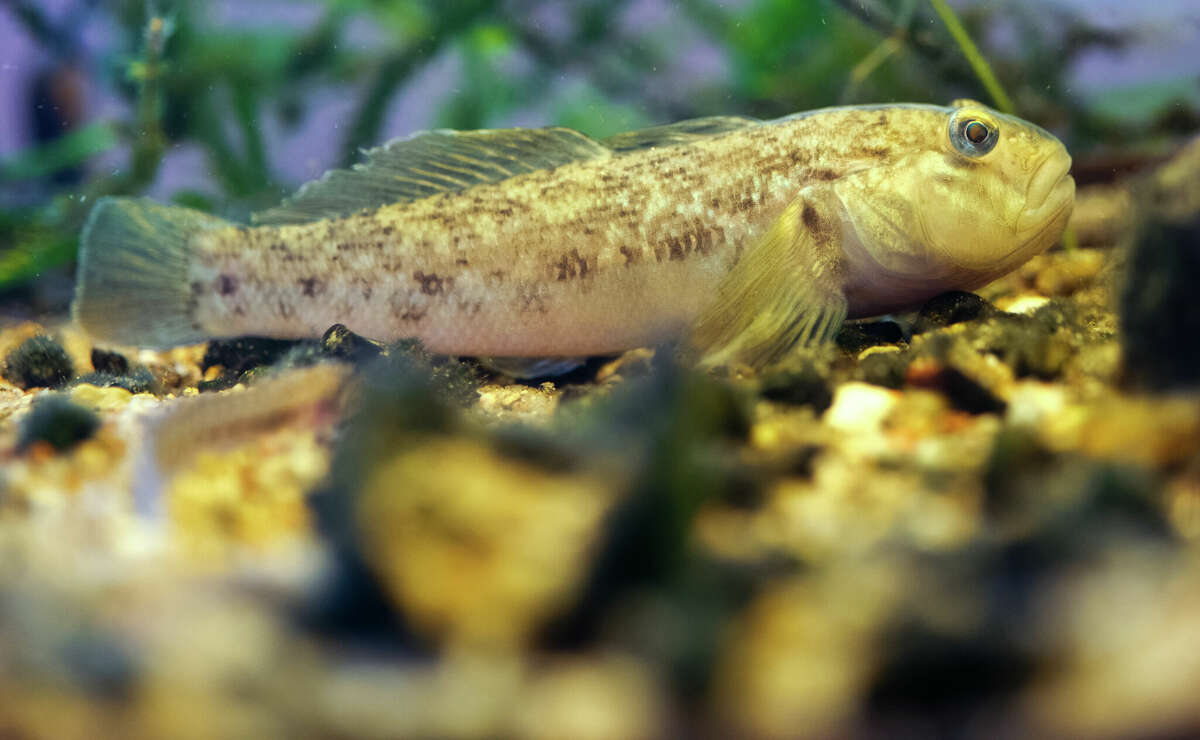 ‘Threat worse than pollution’: Dangerous fish found in the Hudson