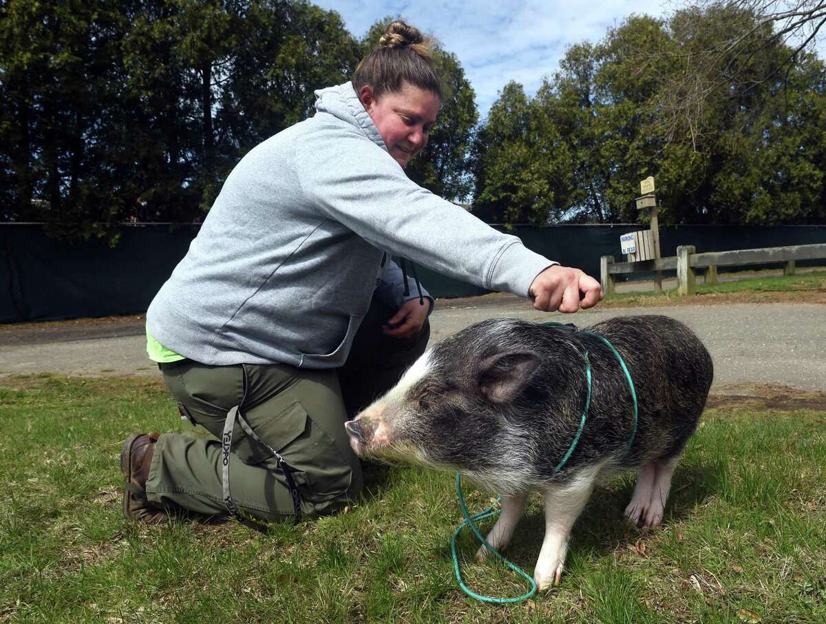 Porkchop the CT therapy pig still in training, but already melting hearts