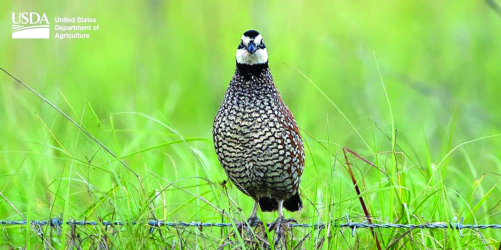 Bobwhite Quail Outline
