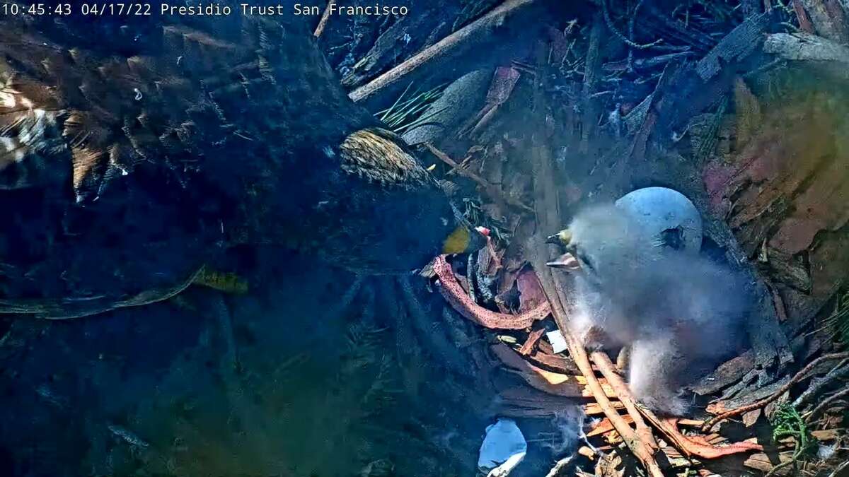 Here’s how to watch a red-tailed hawk hatch in the Presidio in real time
