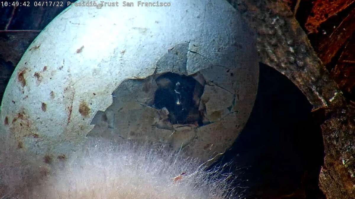Here’s how to watch a red-tailed hawk hatch in the Presidio in real time