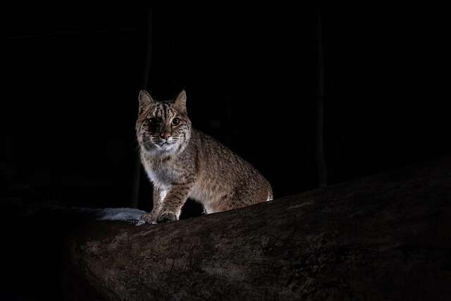 Bobcats in Connecticut are on the hunt. What you need to know.