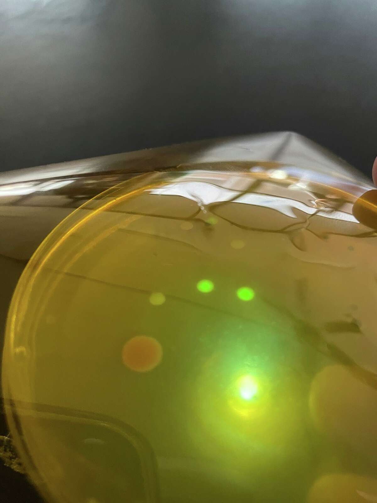 Franklin biology students 'hack' E. coli with jellyfish DNA