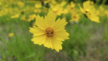 What wildflowers grow in Texas?