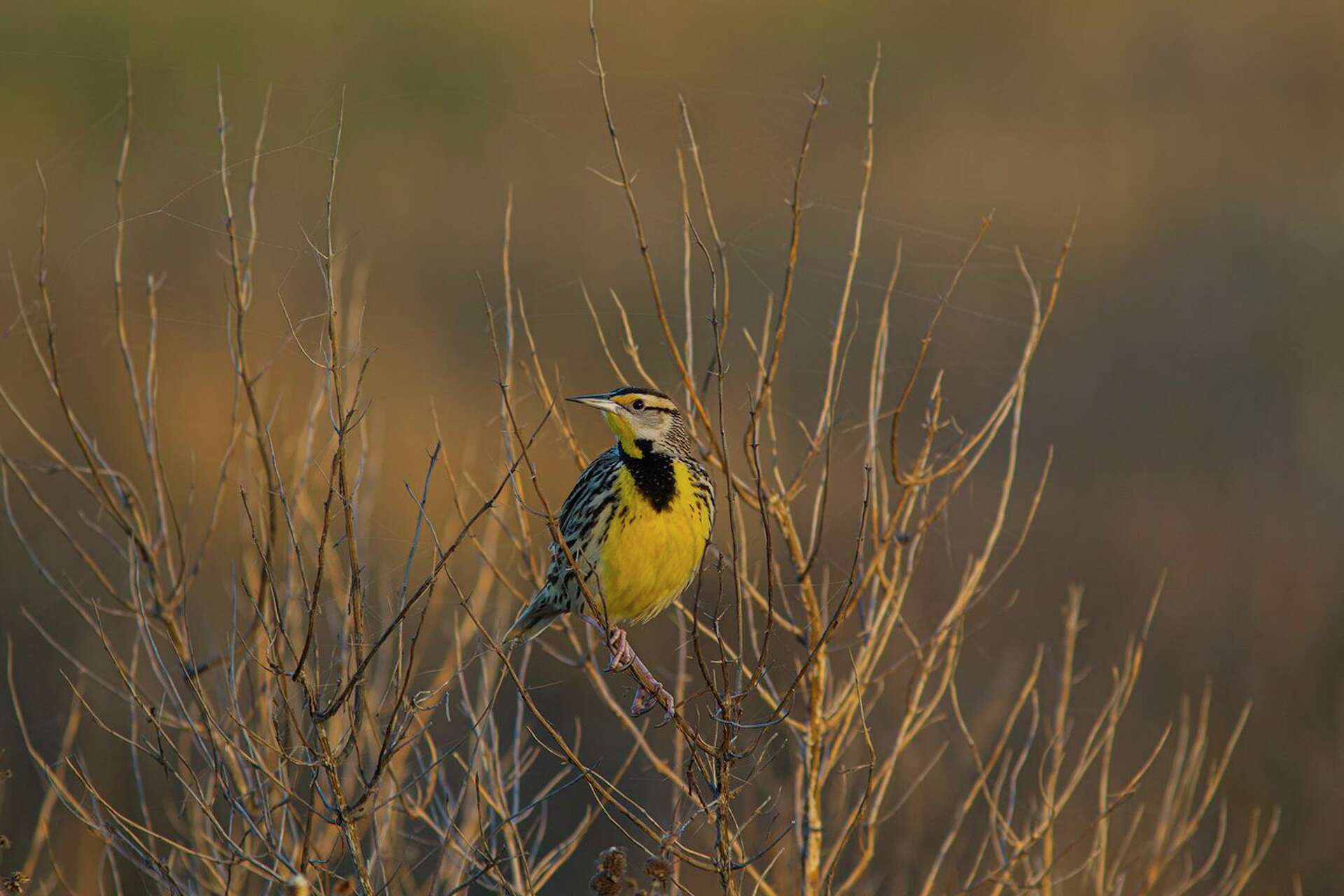 A beginner's guide to Gulf Coast bird-watching in Houston