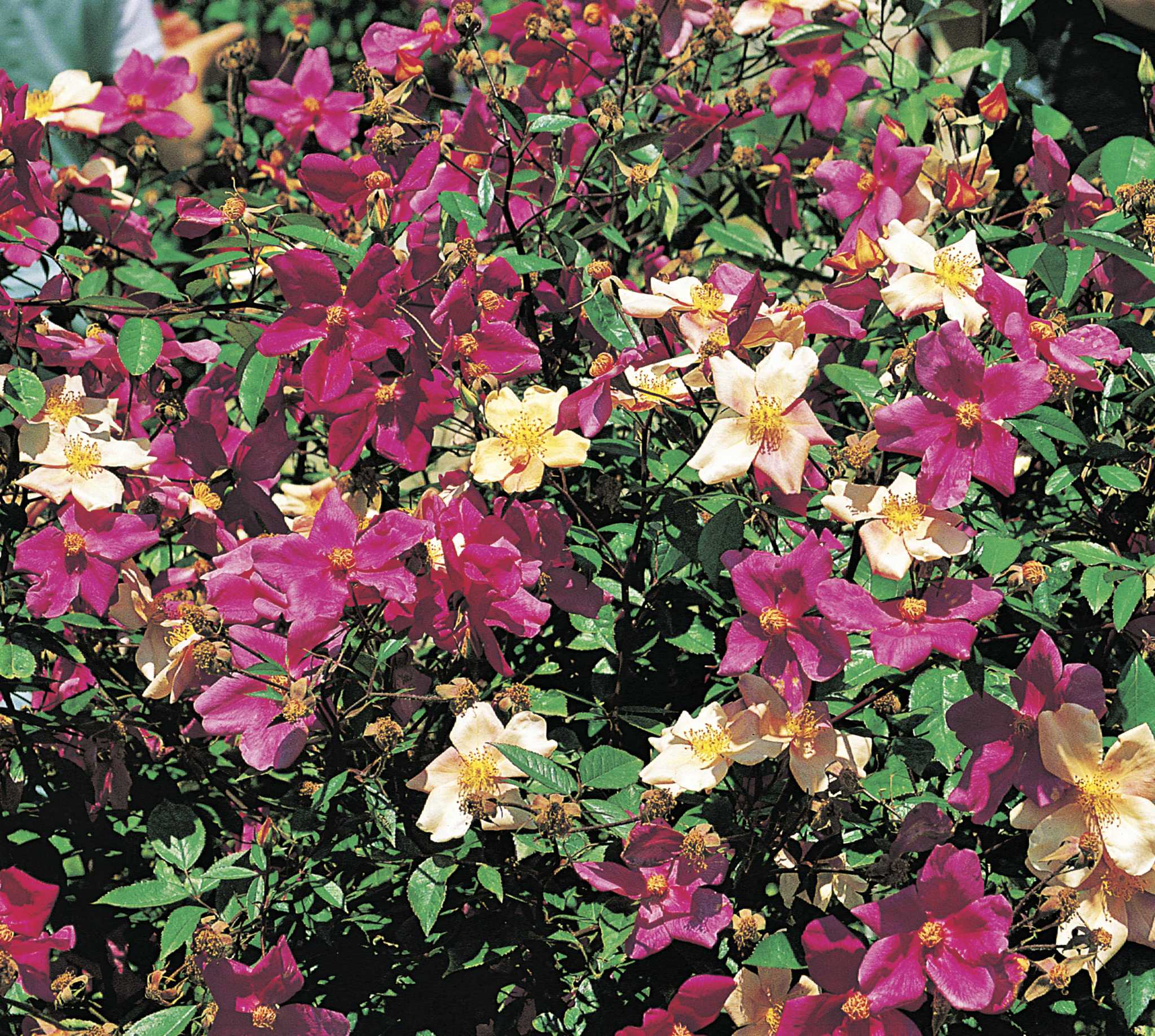 Here's your 2023 guide to tough modern and old-fashioned roses