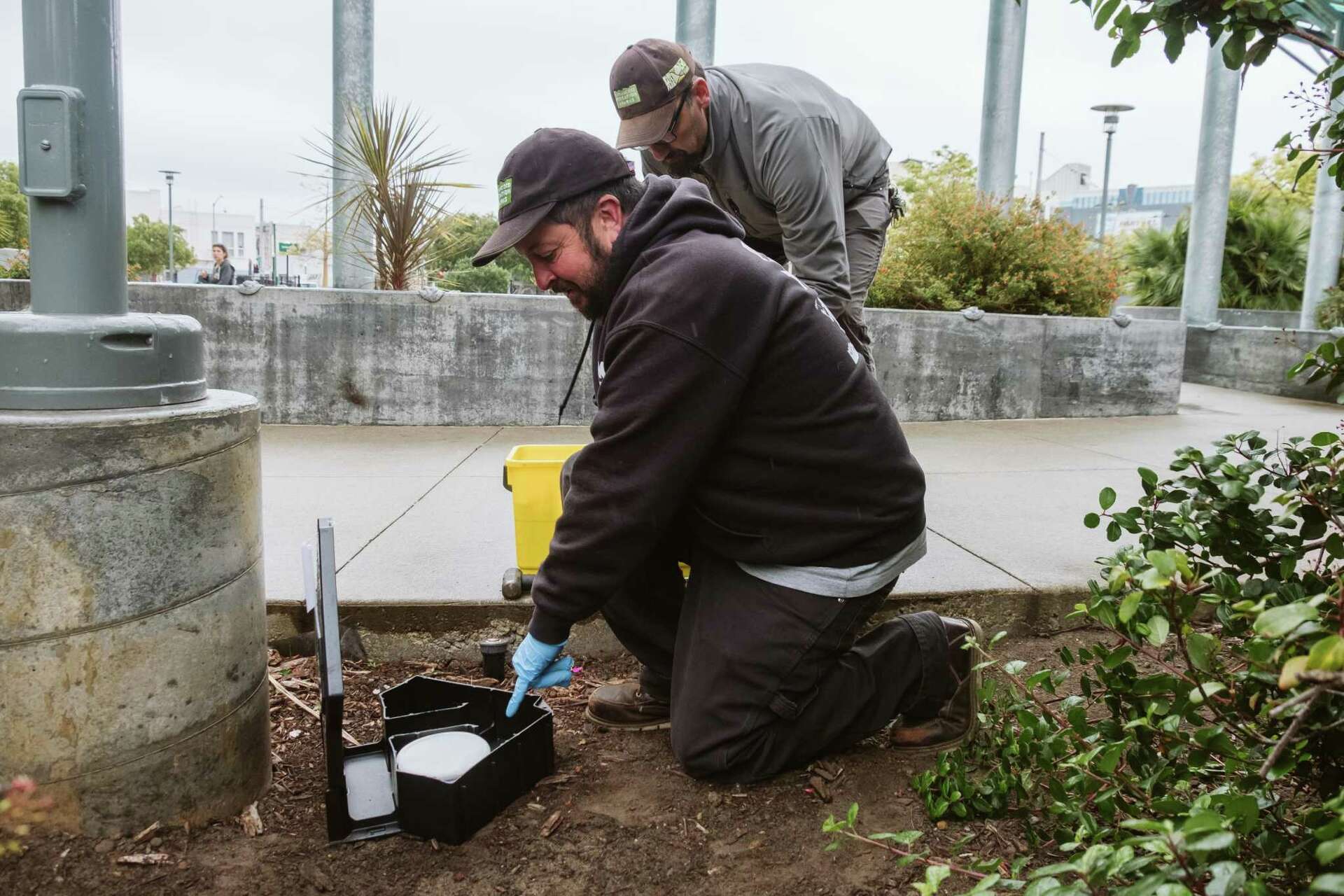 San Francisco is one of the ‘rattiest cities in America.’ Will rat ...