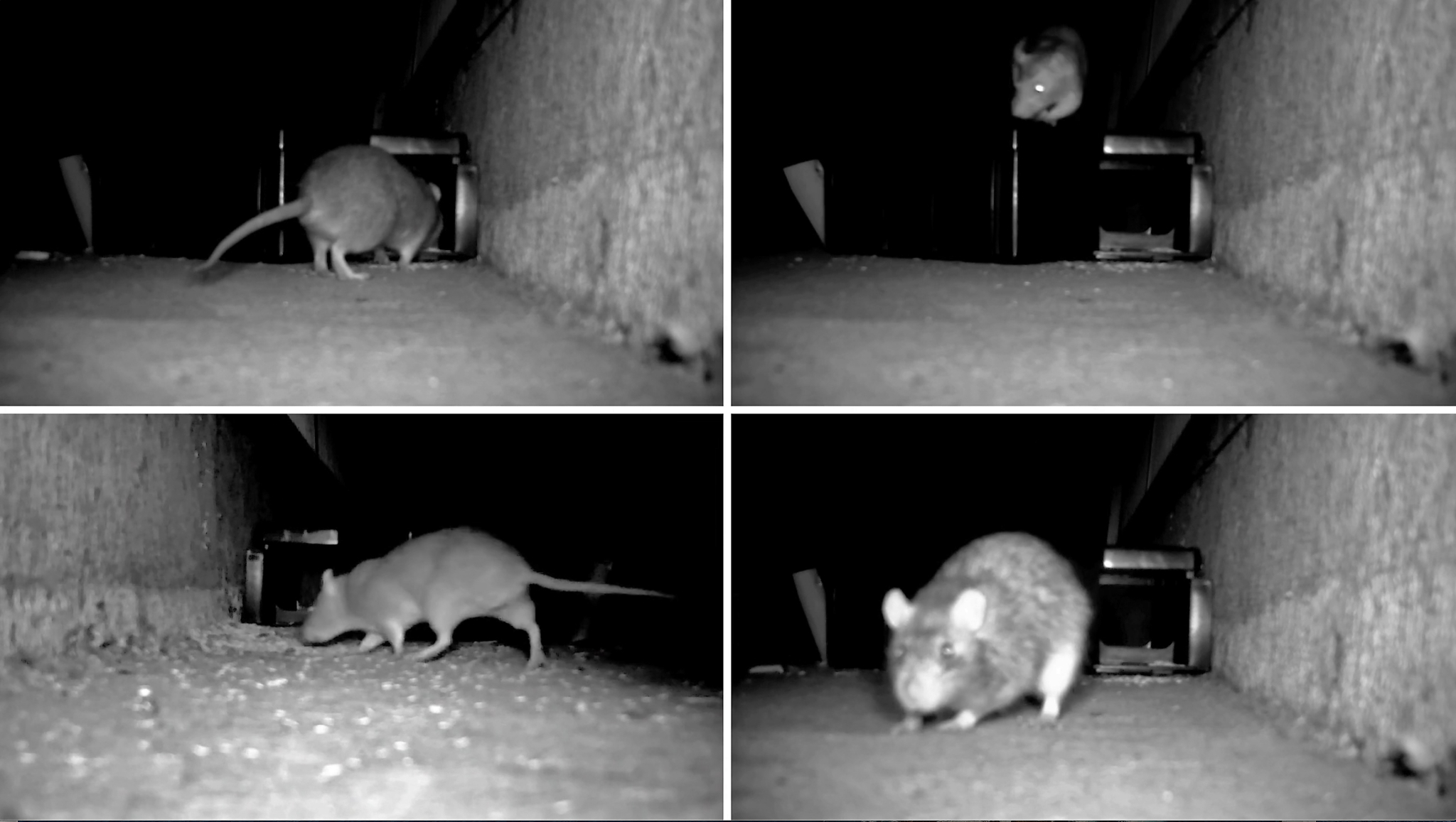 San Francisco is one of the ‘rattiest cities in America.’ Will rat ...