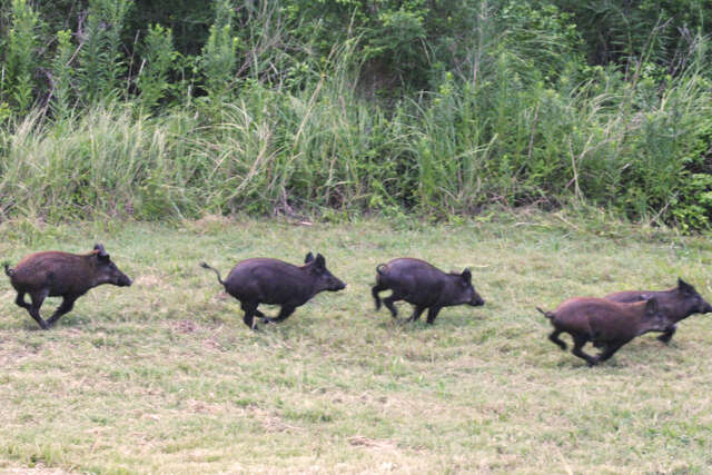 Feral hogs in Texas: Wildest ways to hunt them