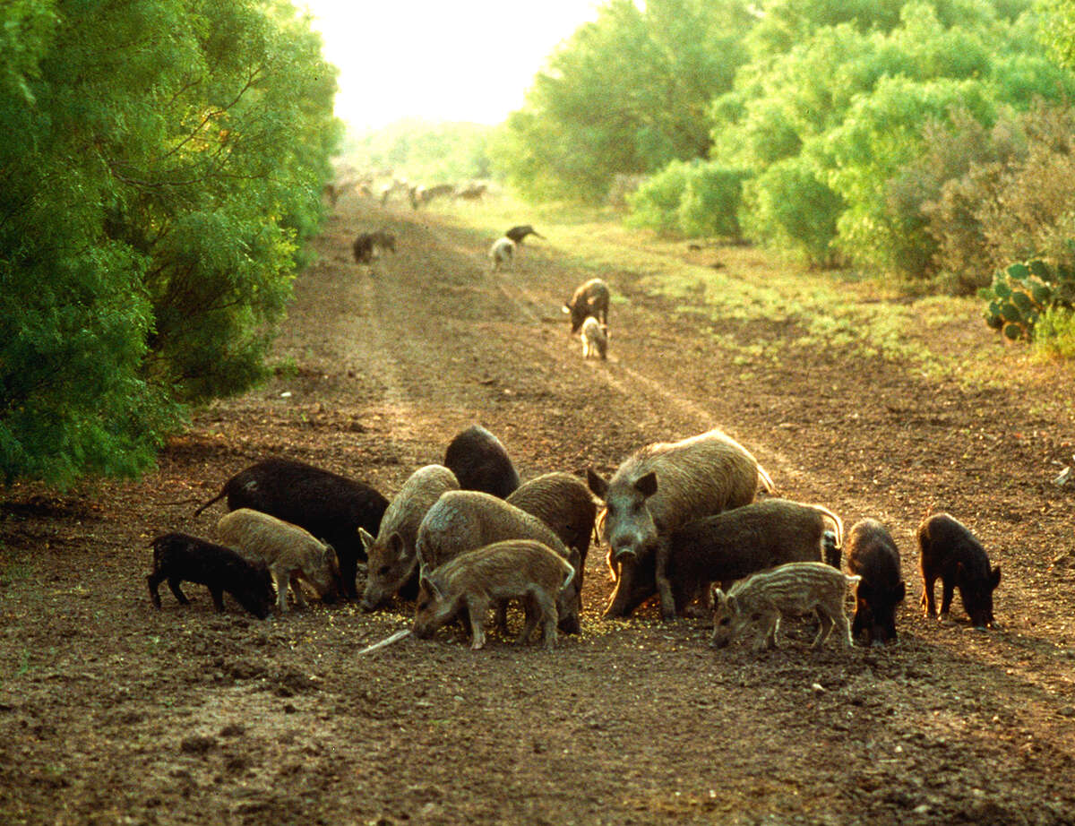 Inside the Texas business of hunting feral hogs with helicopters, guns