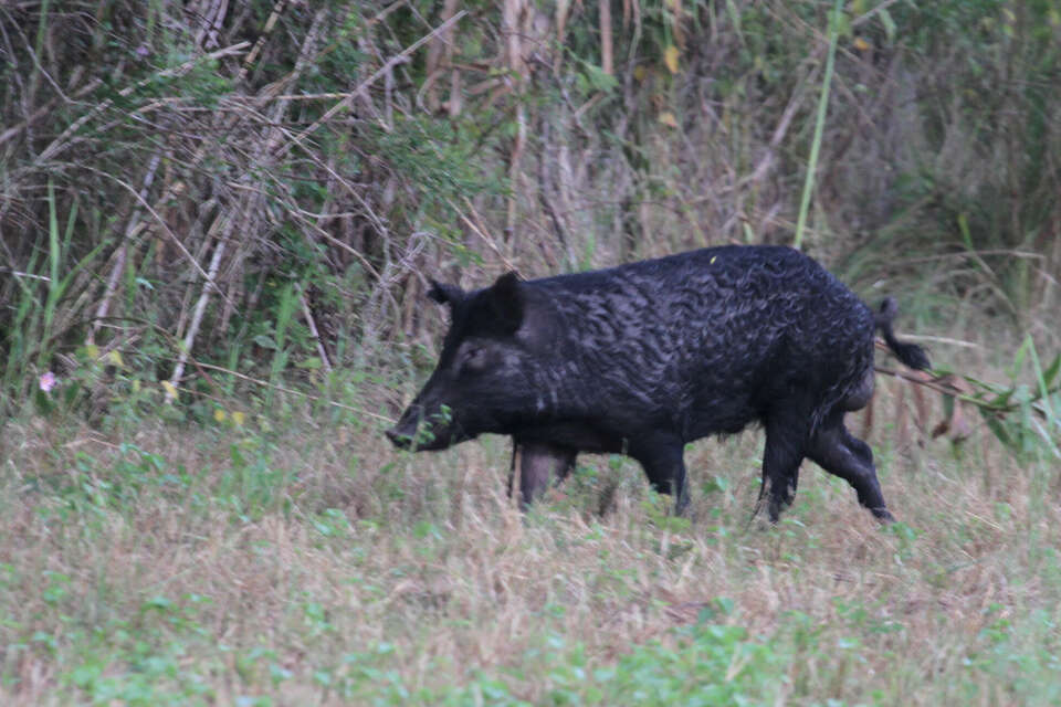 Warfarin-based Kaput Feral Hog Bait returns to Texas