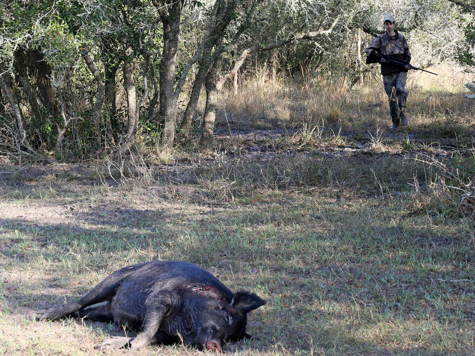 Feral hogs in Texas: Wildest ways to hunt them