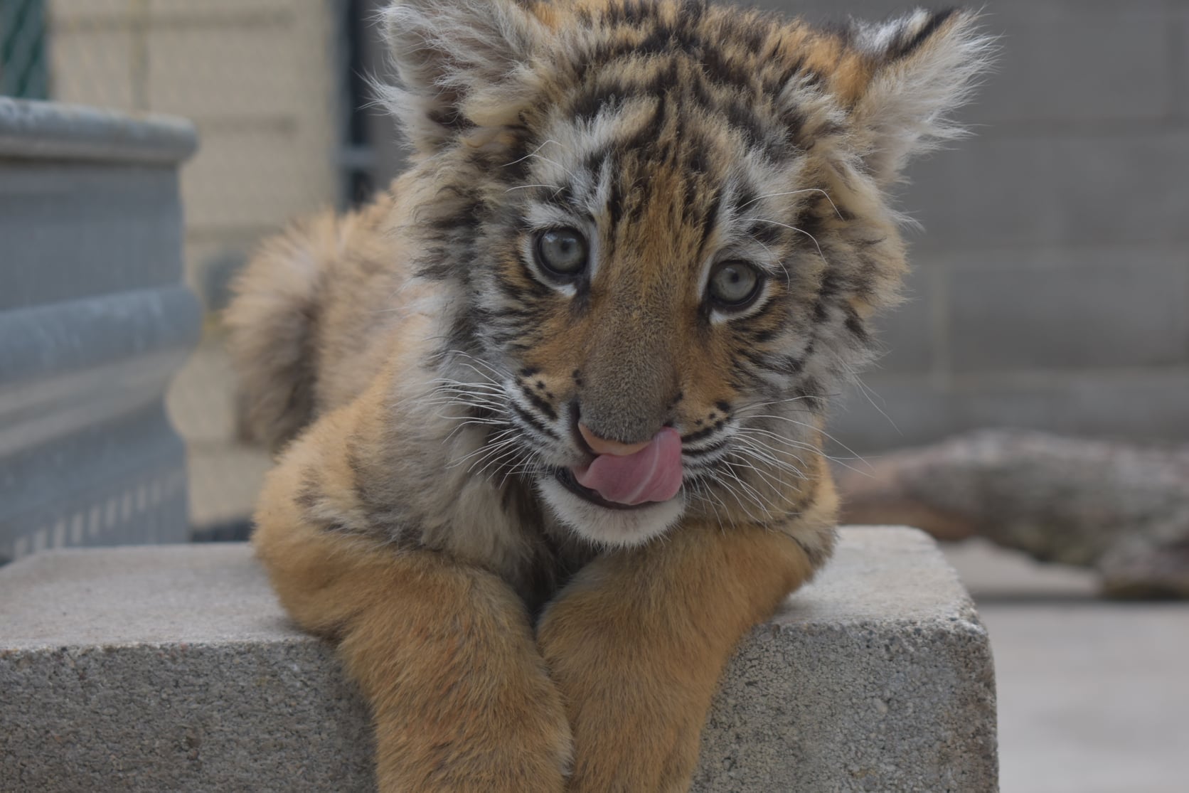 Tiger discovered in Laredo finds new home