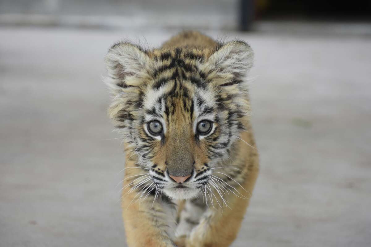 Tiger discovered in Laredo finds new home