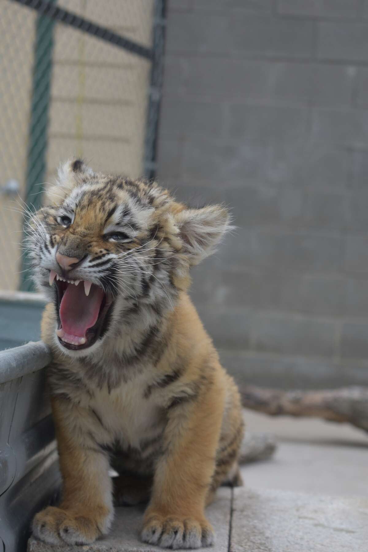 Tiger discovered in Laredo finds new home