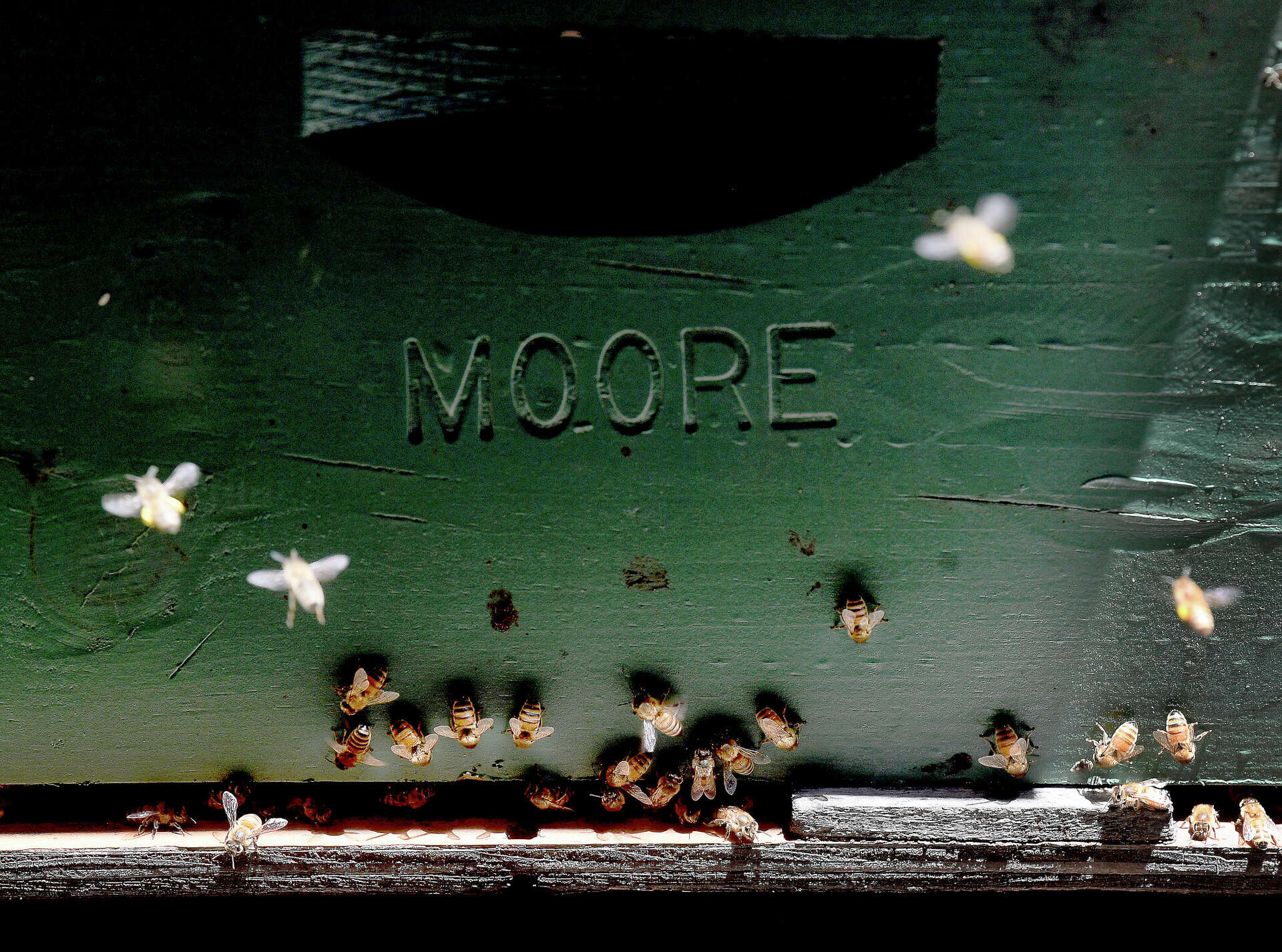 7 Questions with ... Moore Honey owner and beekeeper