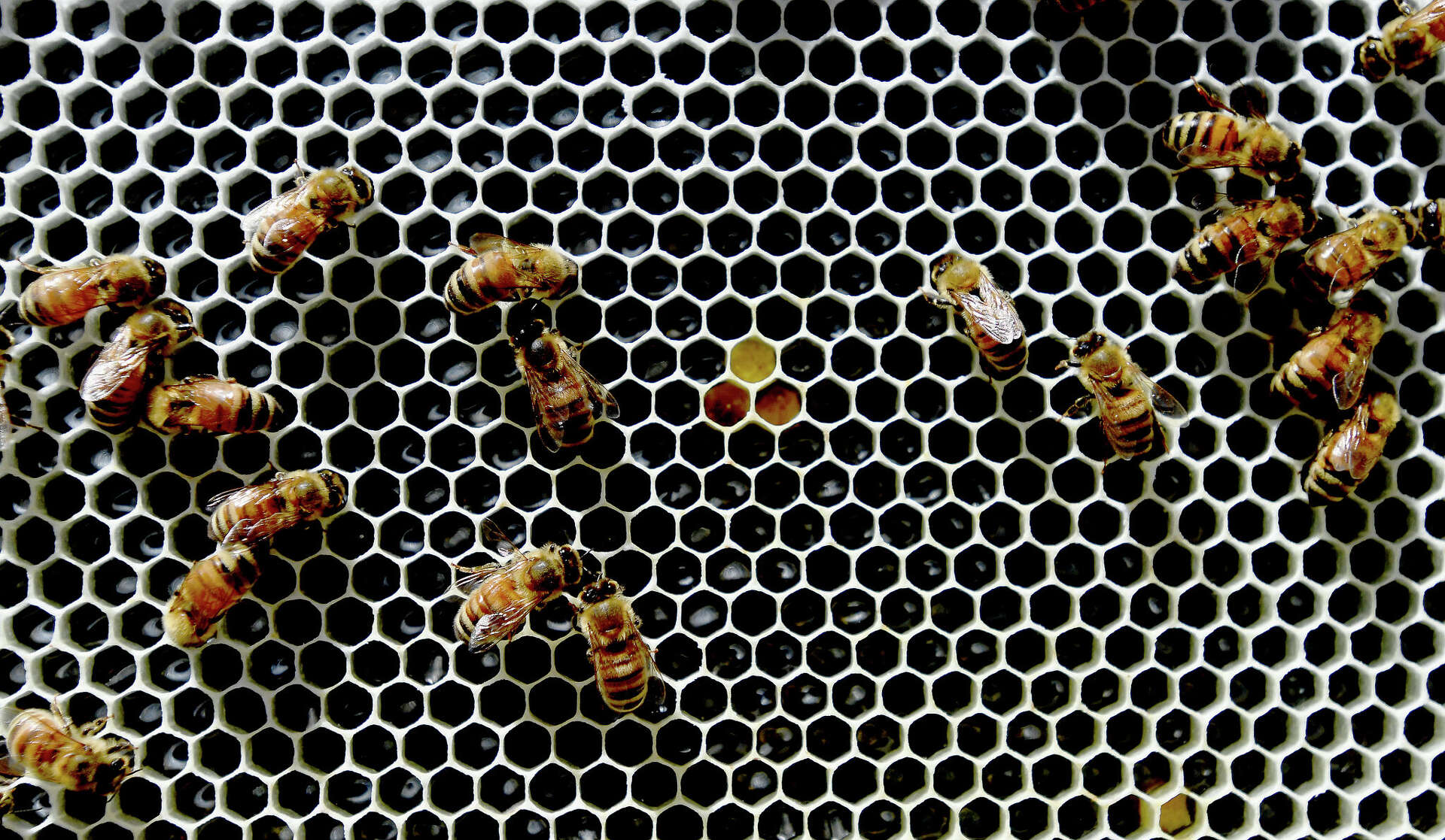7 Questions with ... Moore Honey owner and beekeeper
